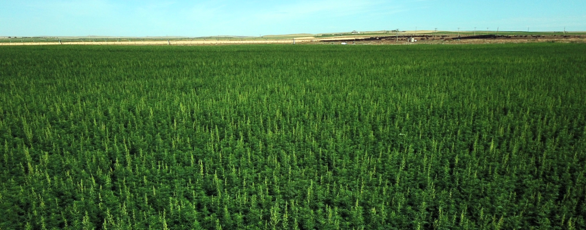HEMP AGRONOMY - New West Genetics
