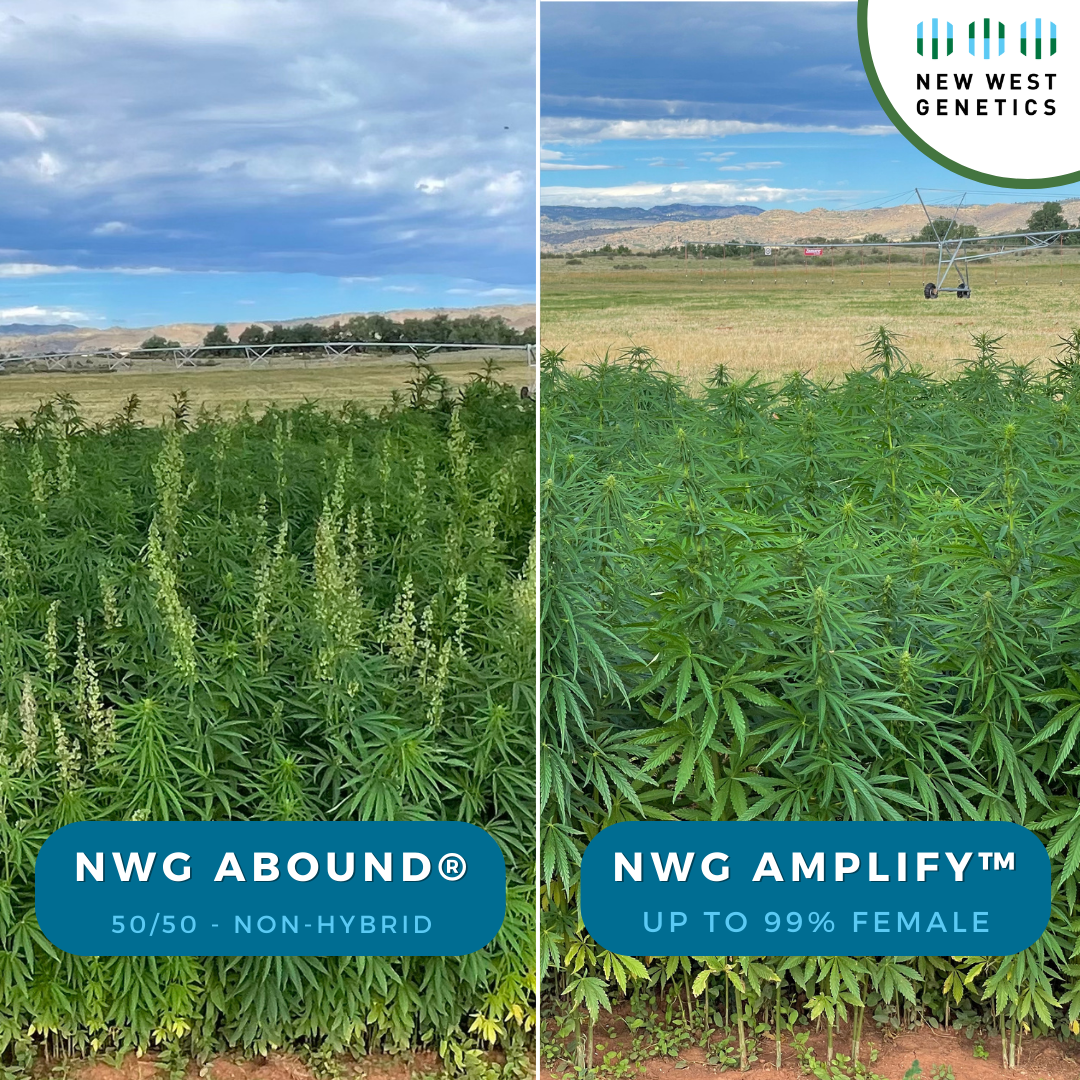 NWG AMPLIFY in Demonstration Fields this Summer - New West Genetics
