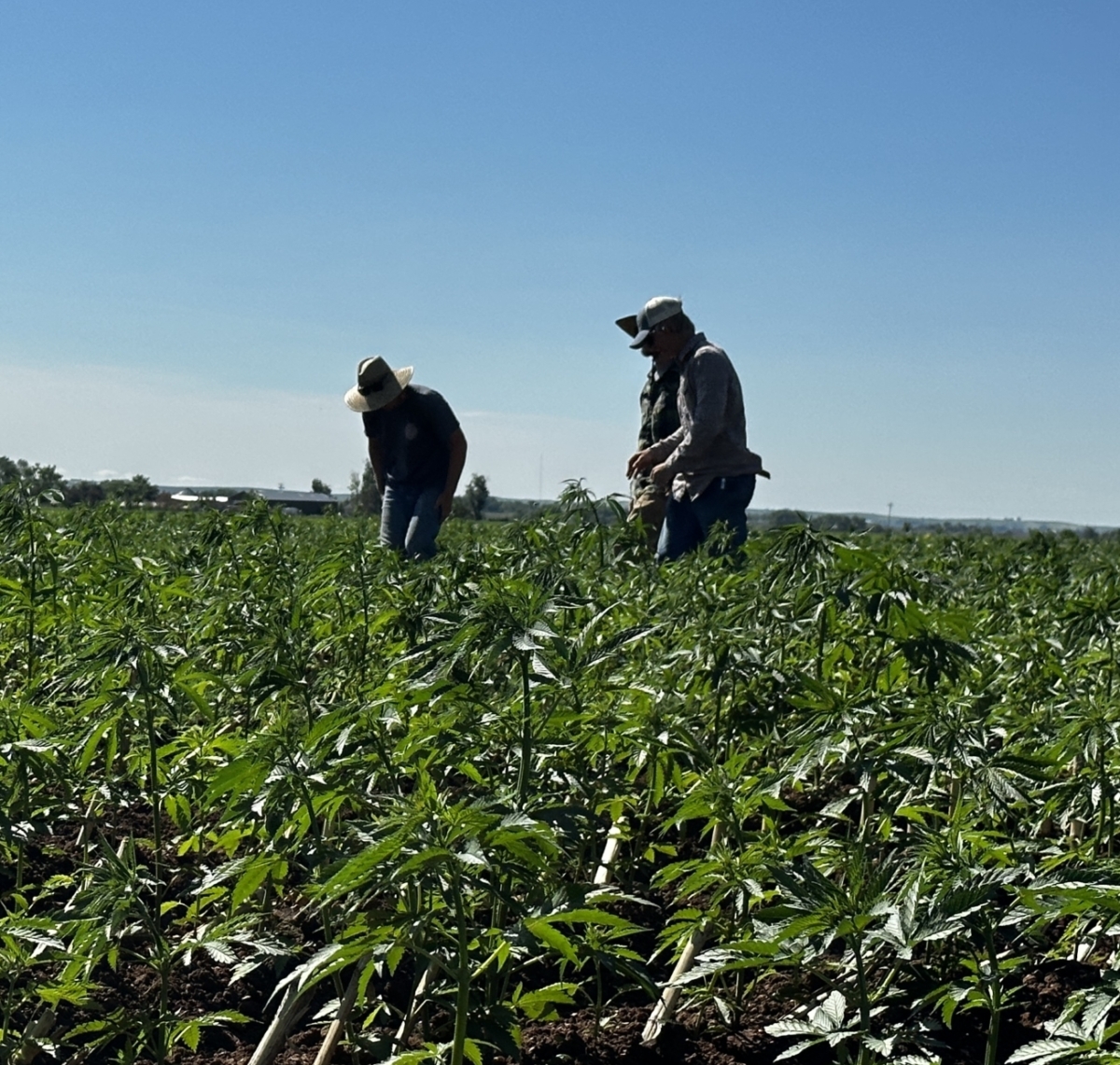 Agronomic Success - New West Genetics