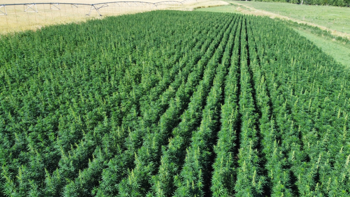 Seed Production Insights - New West Genetics